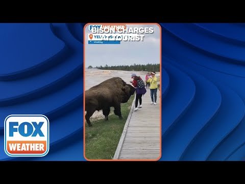 Don't Get Too Close: Bison Charges At Yellowstone Tourist Who Tried To Touch It
