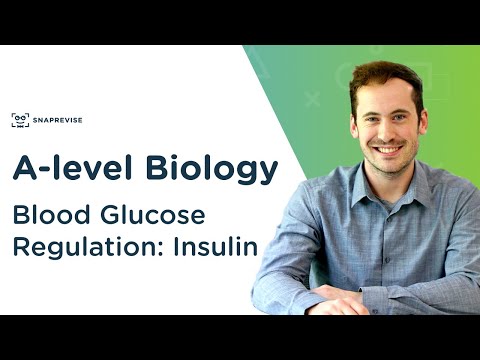 Blood Glucose Regulation: Insulin | A-level Biology | OCR, AQA, Edexcel