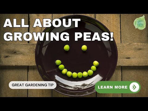 Garden Peas: Expert Growing Tips for a Perfect Harvest #peas #growyourownfood #garden #vegetables