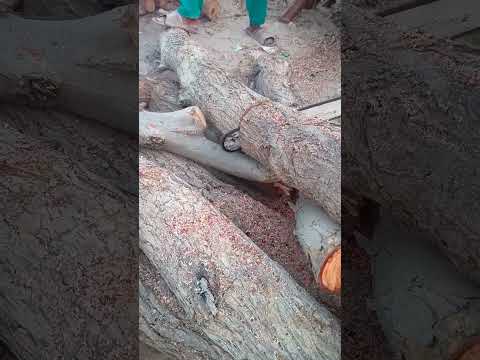 tebang pohon merbau#shorts