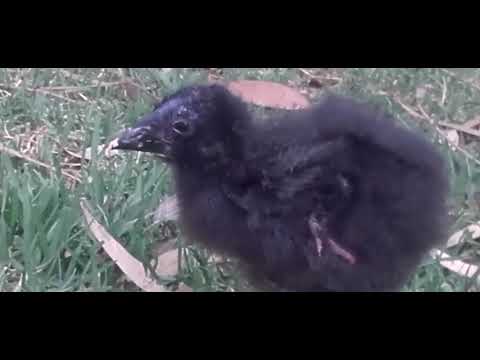 Another Baby pukeko! What a surprise!