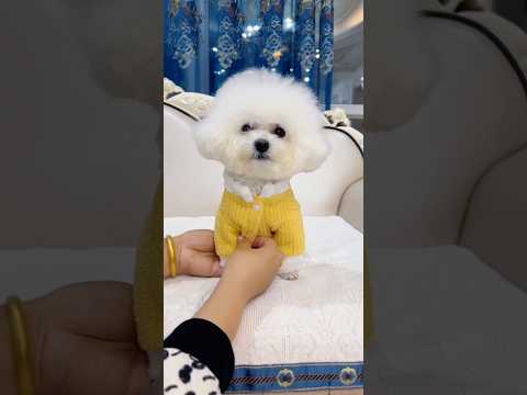 Pet Dog Clothes #pets #pet #dog #dogs #anime #animals #animal