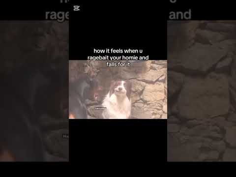 Ragebait #ragebait #memes #funny #shorts #fyp #real #dog
