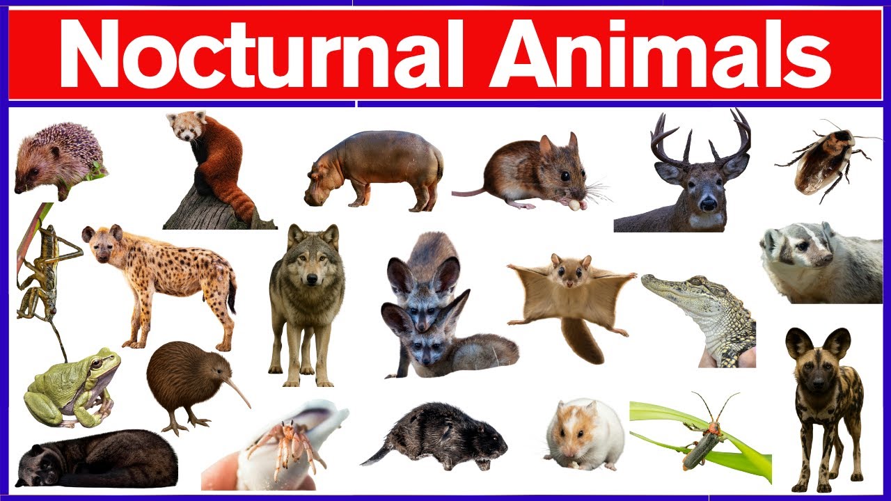 Incredible Nocturnal Animals That Will Blow Your Mind!