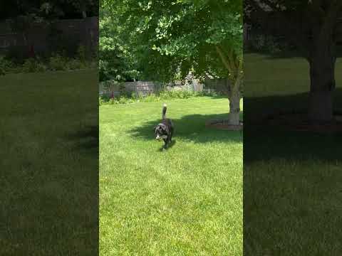 Video of adoptable pet named Leo