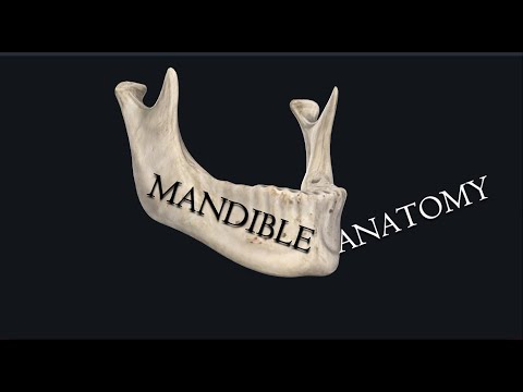 Mandible Anatomy (Cranial Bones part 1)- The journey begins !!!