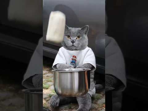 No Dont waste Food the oscar cat #funny #cute #cat