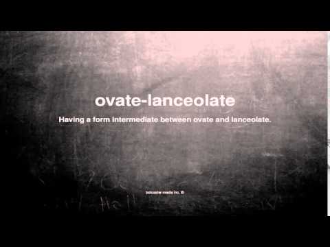 What does ovate-lanceolate mean