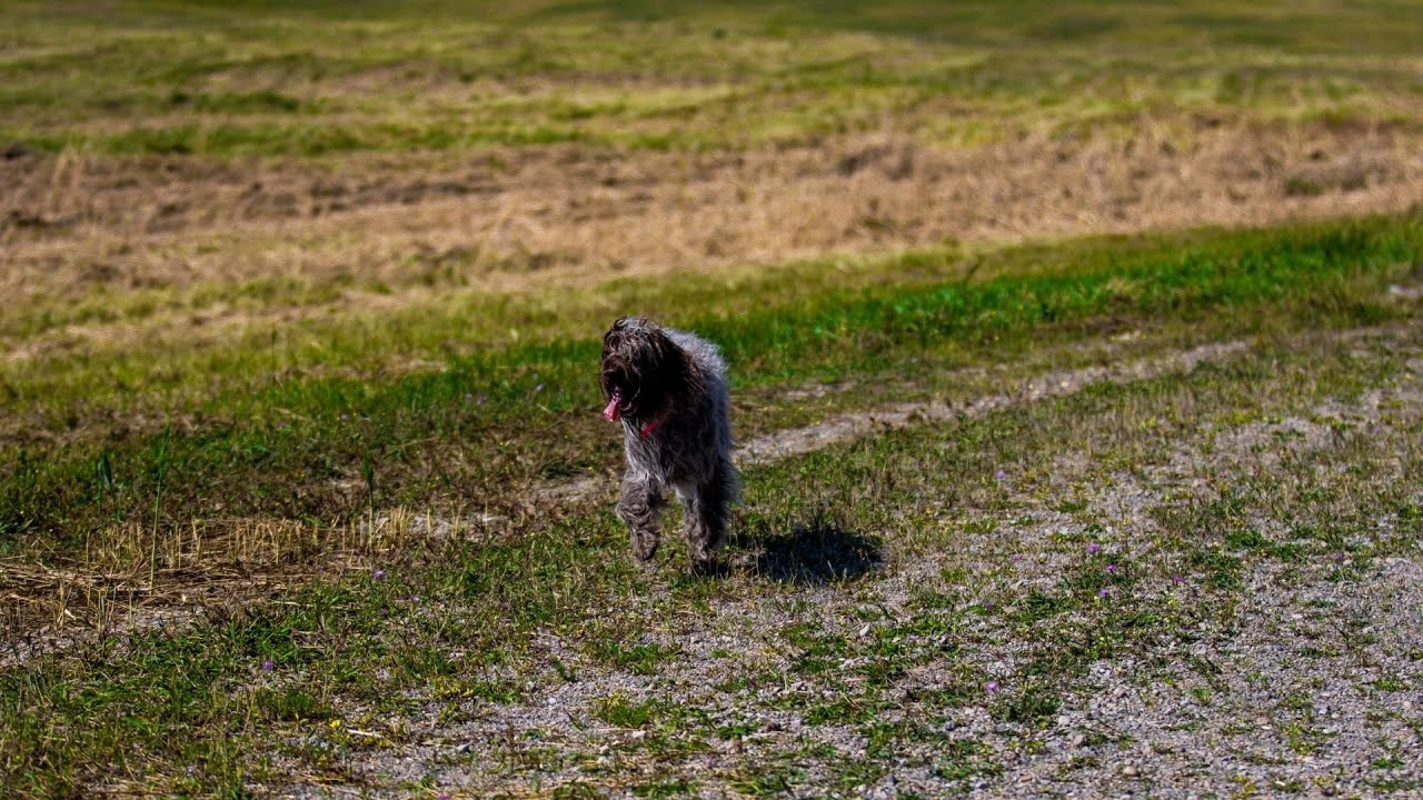 Hunting with the Wirehaired Pointing Griffon: What You Need to Know