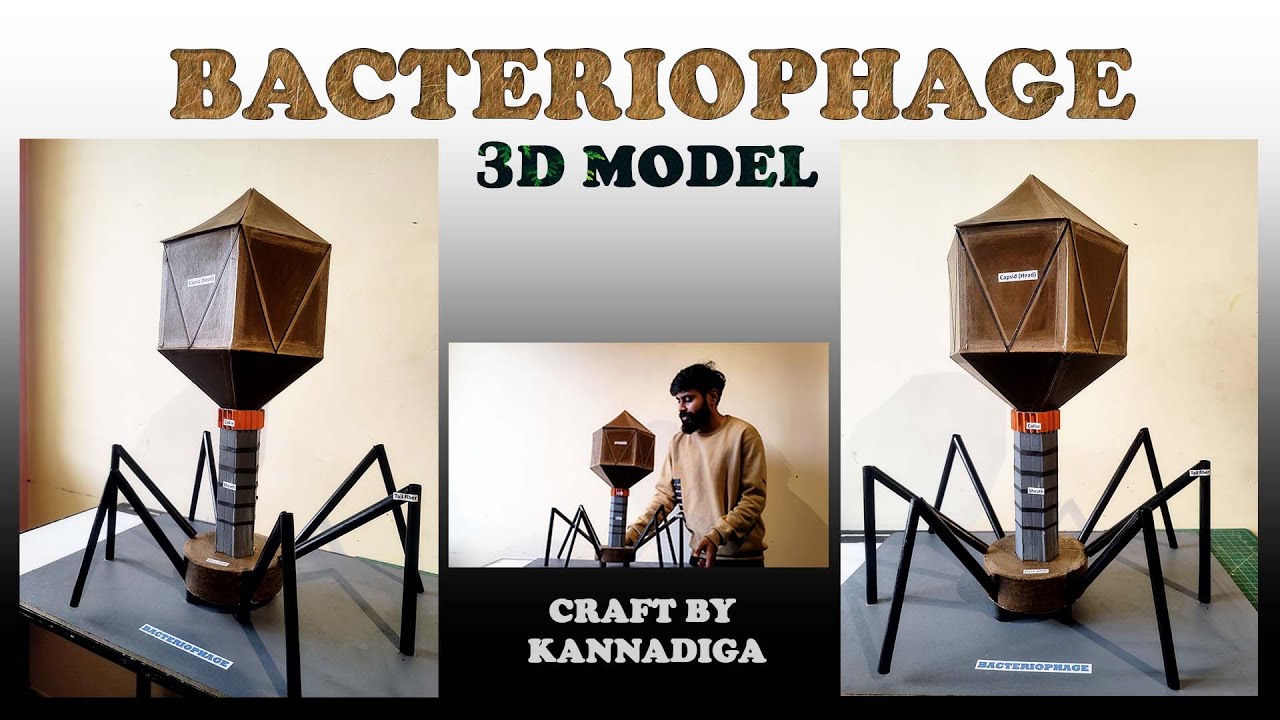 Bacteriophage model with parts labelled | T4 bacteriophage 3D model | bacteriophage science model