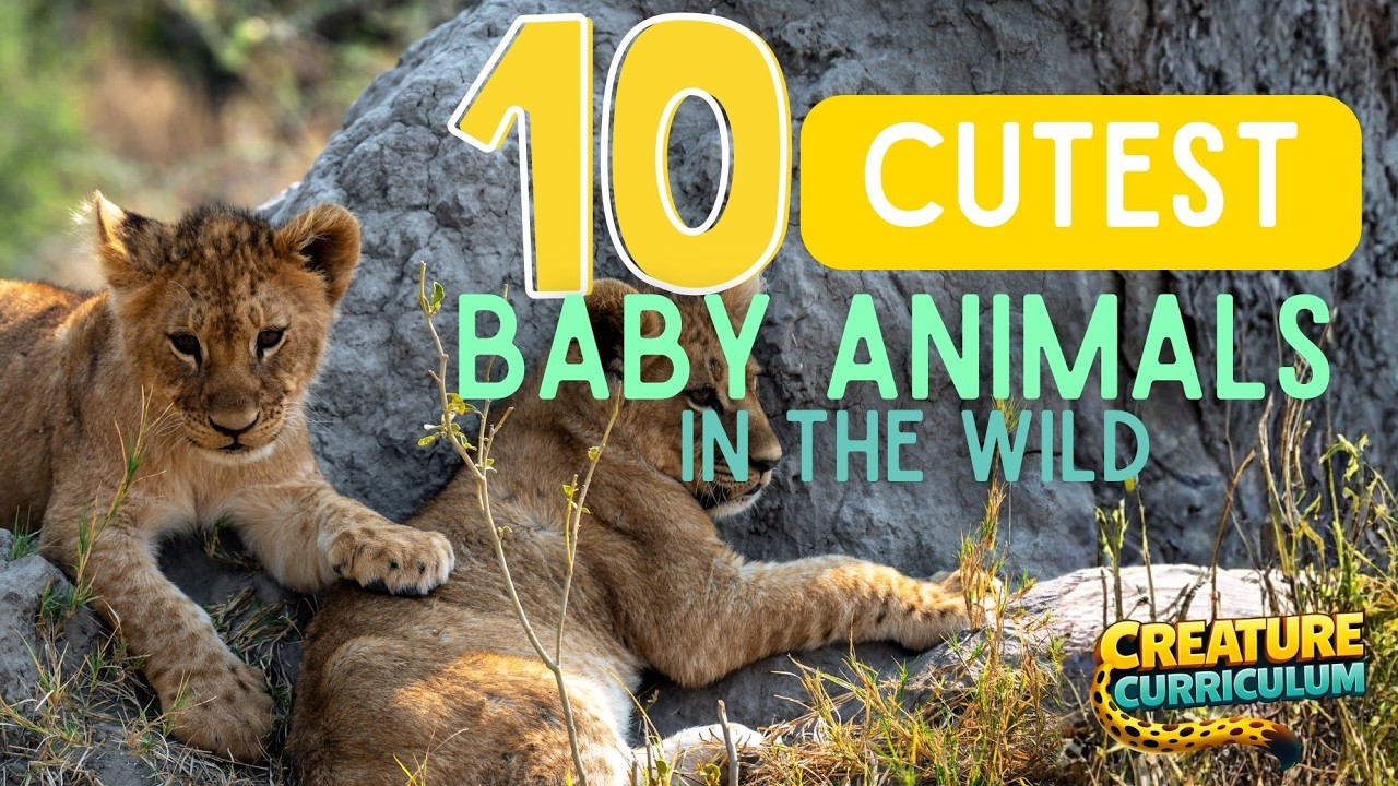 10 Cutest Baby Animals in the Wild (Number 1 Will Surprise You)