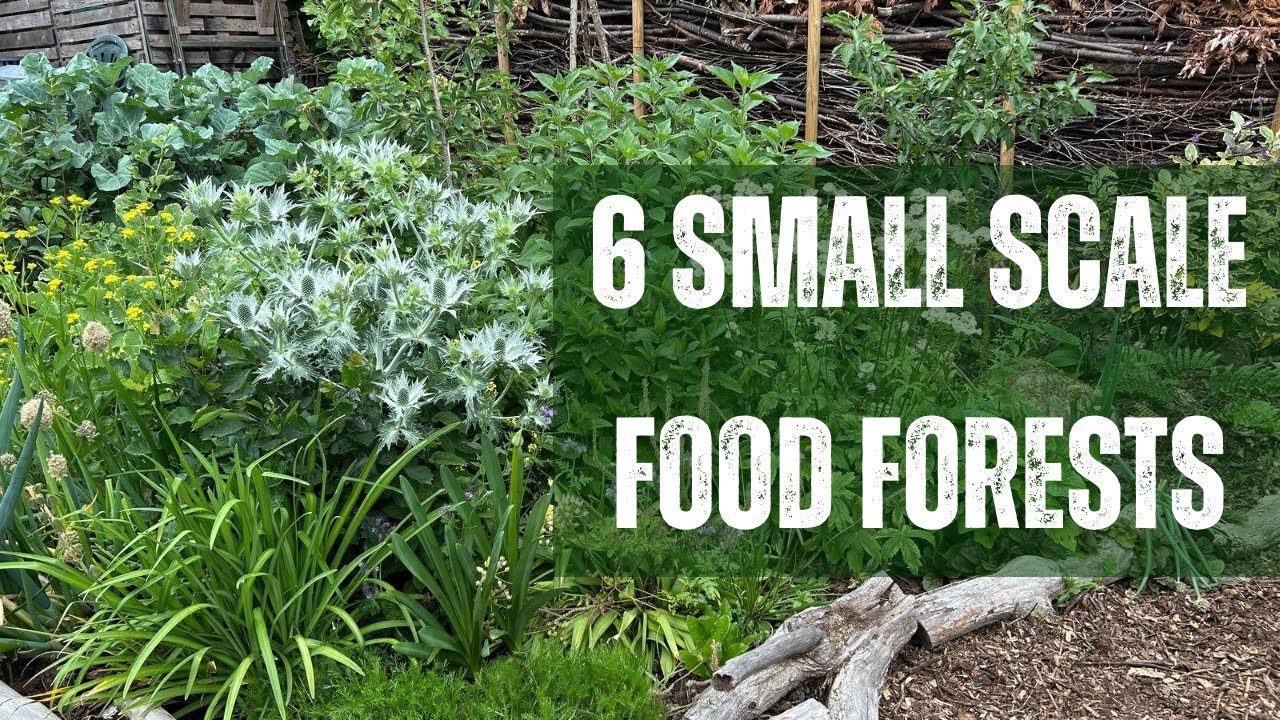 What does a small scale food forest actually look like?