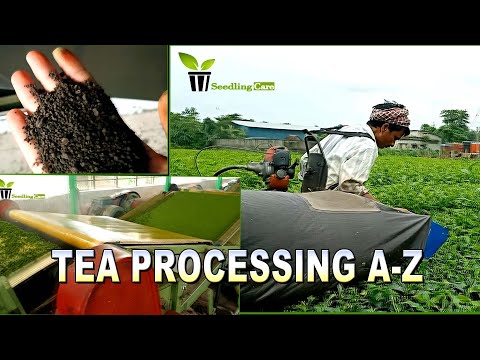 Tea Processing Step || How to CTC Tea Processed || Tea Processing unit Tour