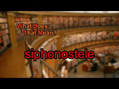 What does siphonostele mean?