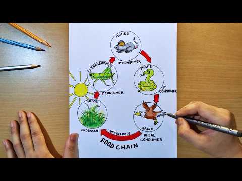 food chain drawing | food chain diagram drawing | how to draw food chain diagram