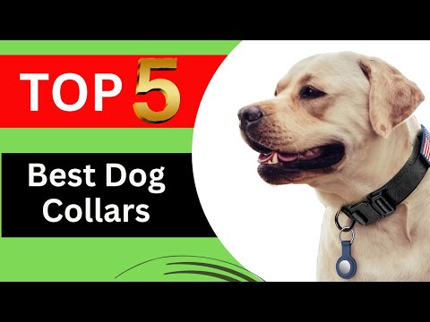 Top 5 Best Dog Collars for 2025 [Benefits and Top Picks]