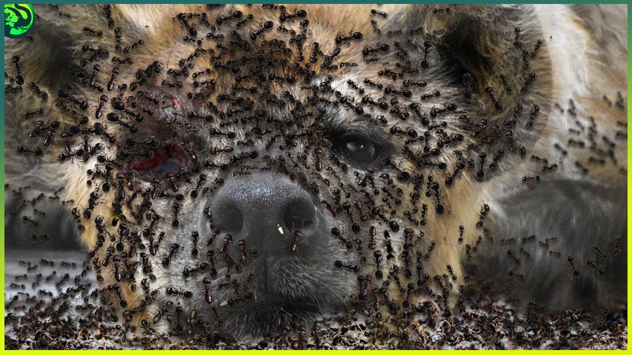 17 Brutal Moments of Ants Hunting Their Prey