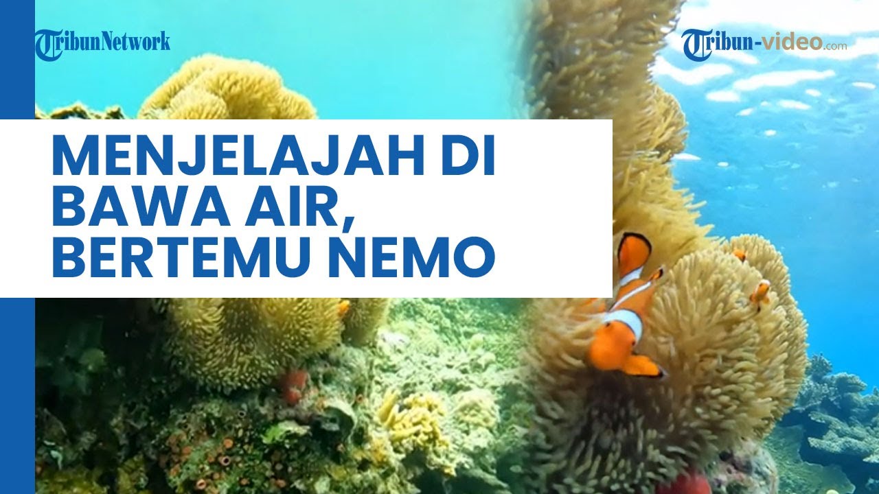 Seorang Traveller Temukan Rumah Ikan Nemo, Persis Seperti Dalam Kartun ...
