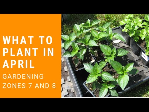 What to plant in your Garden in April [Zones 7 and 8]