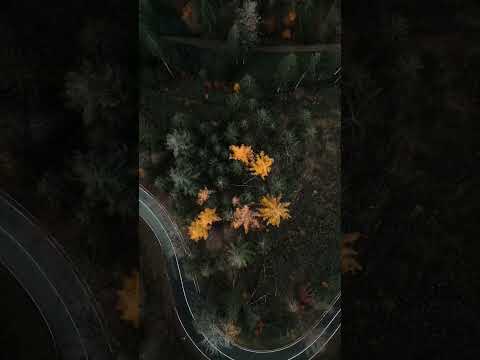 beautiful roads #@Rareintertain #animals #animation #viral #youtubeshorts #tranding