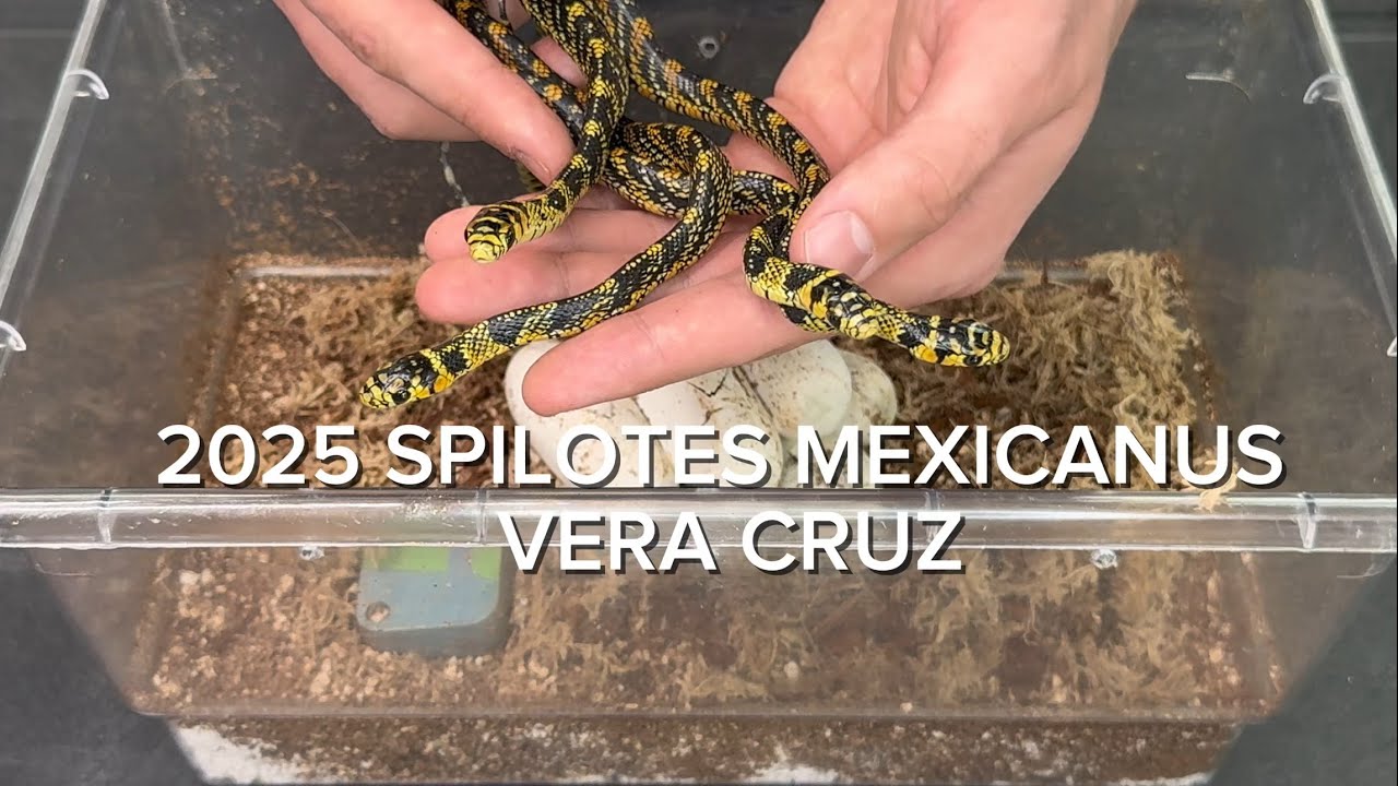 MEXICAN TIGER RAT SNAKE CLUTCH | MY FIRST TIME BREEDING THIS SPECIES