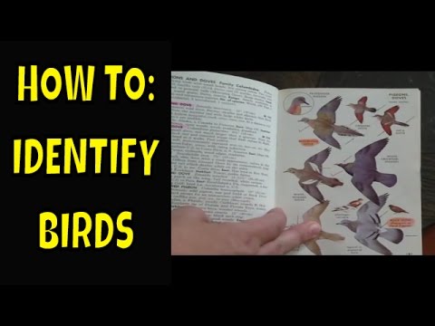 How to Identify Birds - Best Bird Field Guides