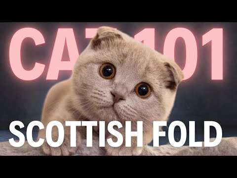 Scottish Fold Cat 101 - Everything You Need To Know - Is It the Right Cat for You?