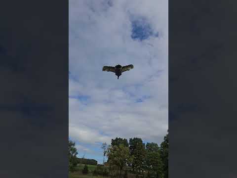 Rouen duck flying