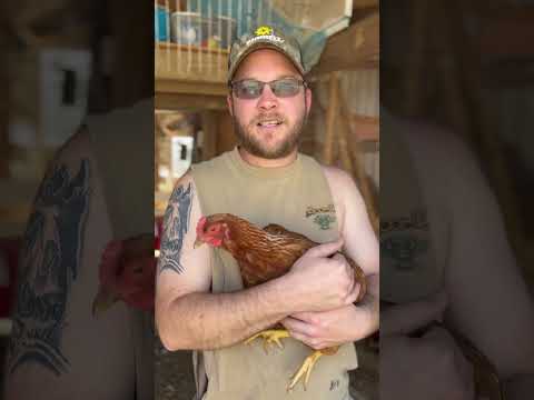 Rhode Island reds? ISA Browns? Need to knows! #chicken #eggs #homestead #farmlife #dailychores 