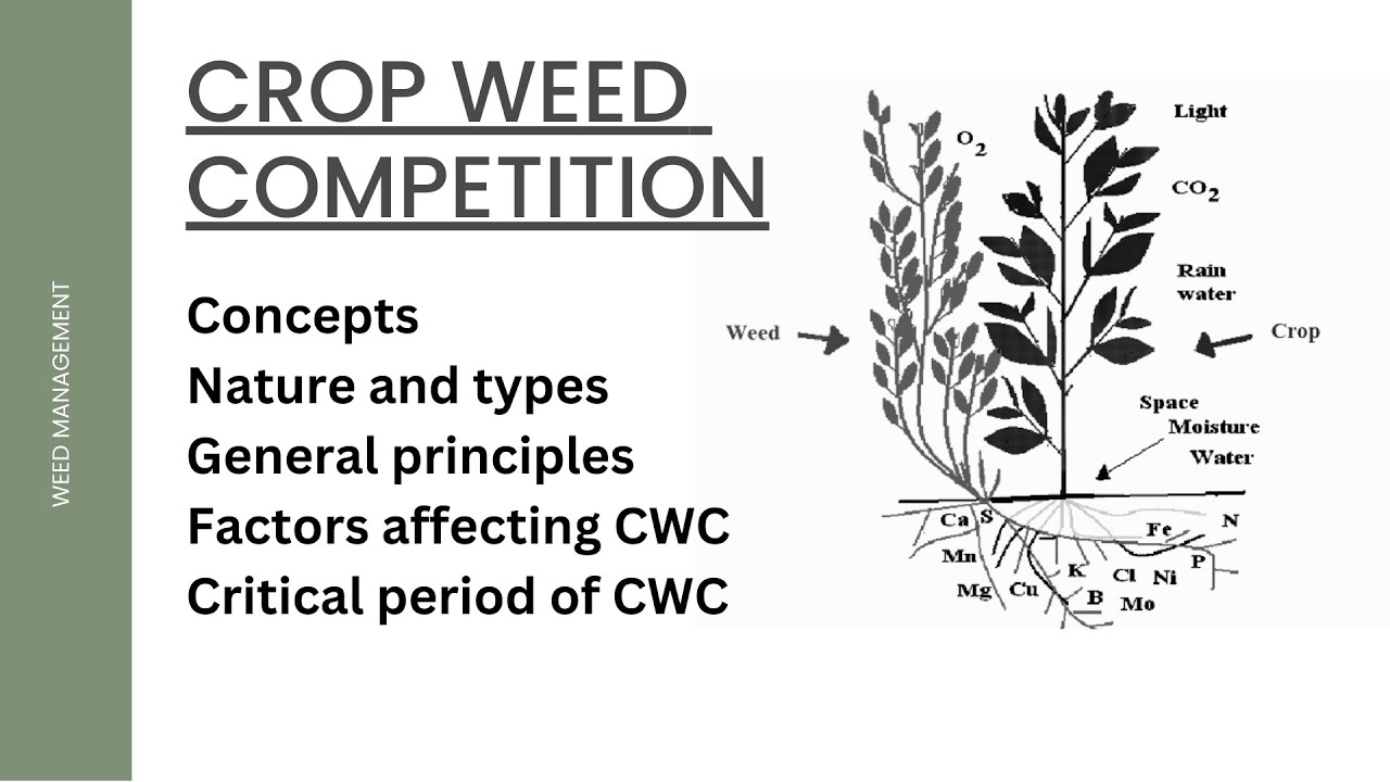 Crop weed competition | Crop weed interference | Critical period of crop weed competition
