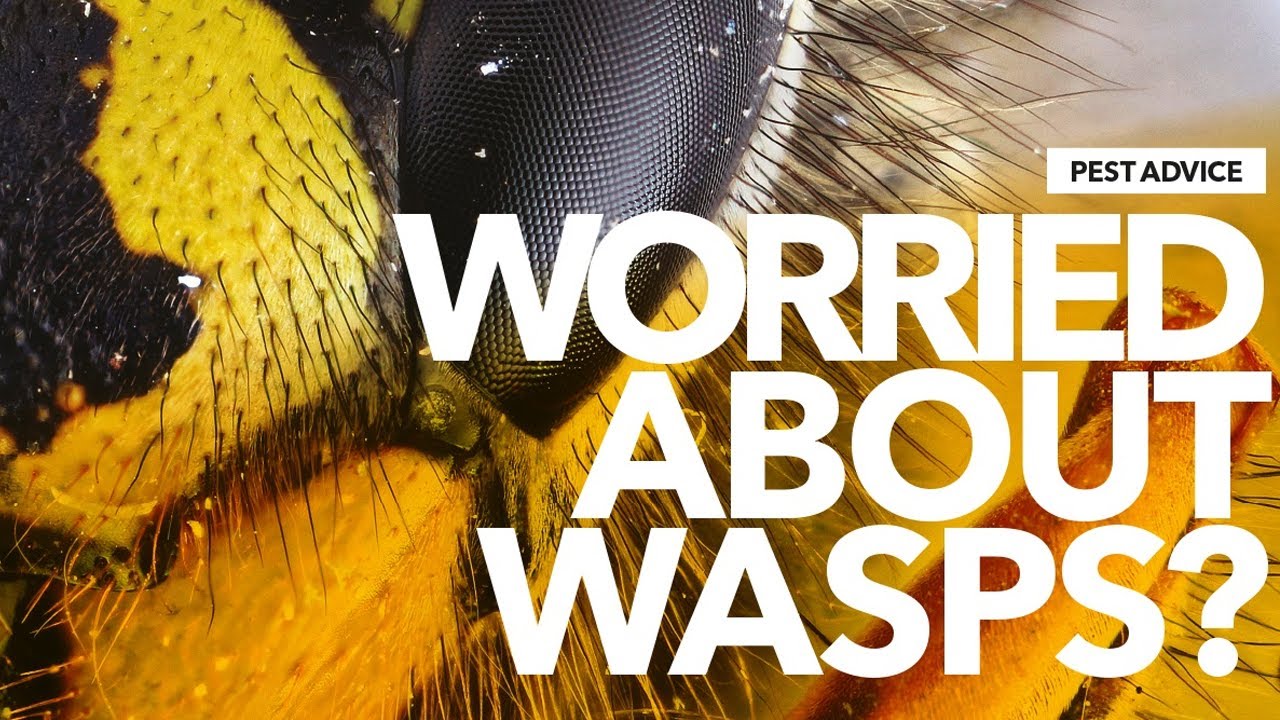 A-Z of Pests: Pest advice for controlling Wasps