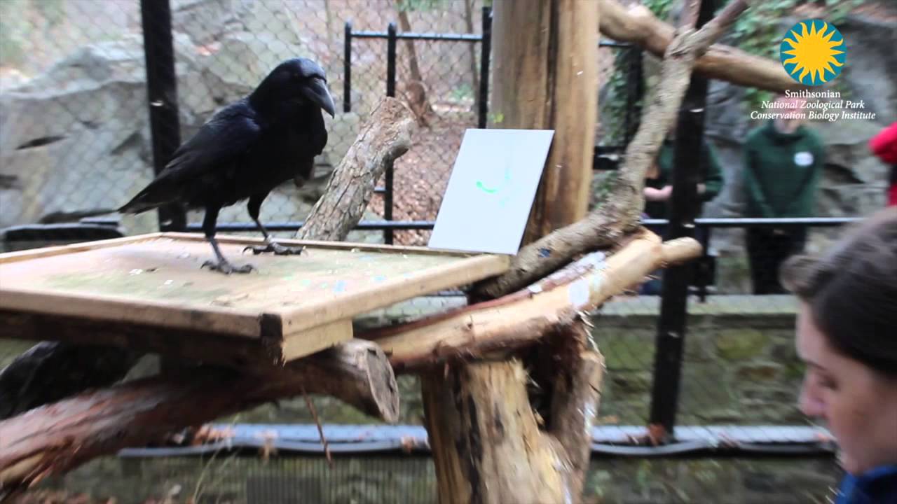 #ZooEnrichment: How is a Raven Like an Artist?