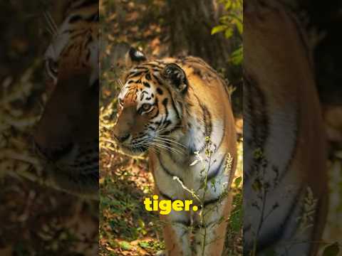 Apex predators in the wild! #animals #animallover #apex #wildlife #nature #youtubeshorts