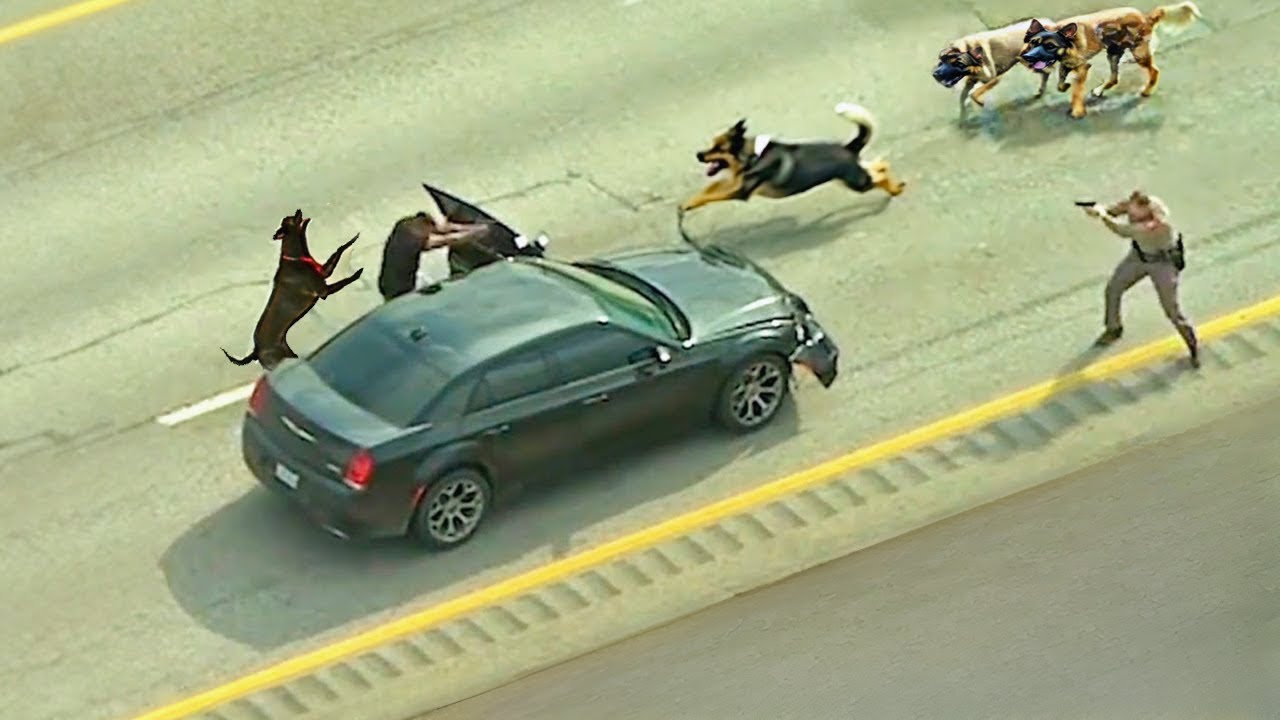 Esto Sucede Cuando los PERROS K9 son HÉROES en Plena Acción Policial