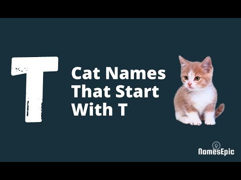 20 Best Cat Names That Start With T | Male and Female Cat Names