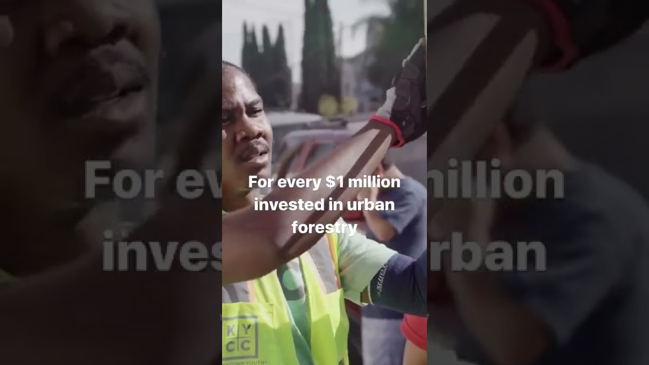 How Urban Trees Benefit Our Economy | Arbor Day Foundation