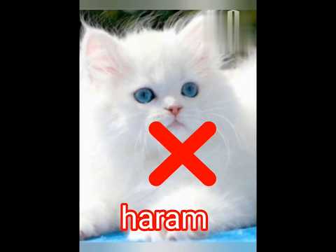 haram or halal meat in islam #halal #religion #ytshorts #youtubeserch