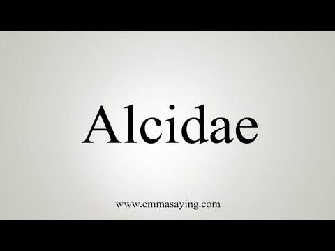 How To Say Alcidae