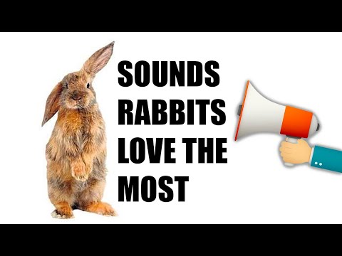 11 Sounds Rabbits Love the MOST