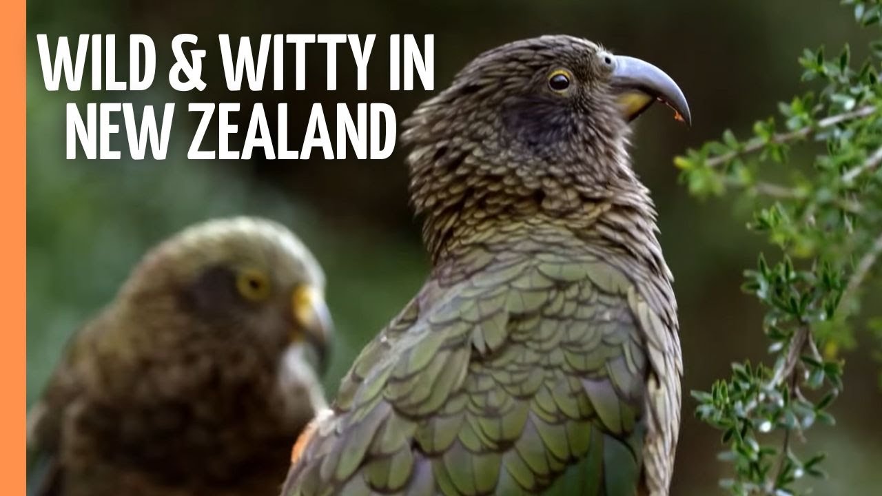 Keas: Wild & Witty in New Zealand | Full Documemtary