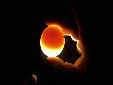 Duck Eggs - Day 17 - Candling an egg