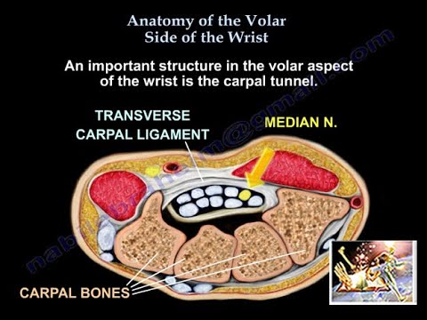 Anatomy Of The Volar Side Of The Wrist - Everything You Need To Know - Dr. Nabil Ebraheim