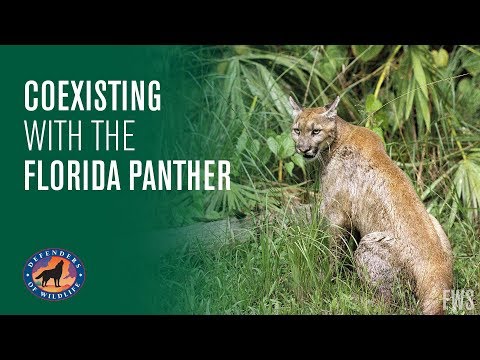 Coexisting with the Florida Panther