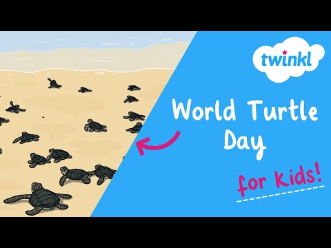 🐢 World Turtle Day for Kids | 23 May | Turtle and Tortoise Facts | Twinkl USA