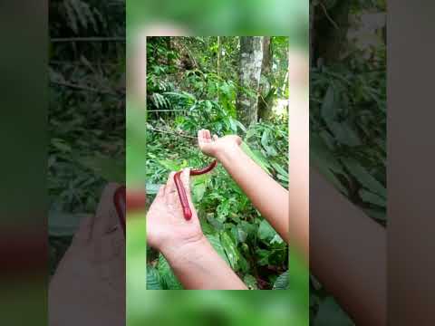 Wildlife of Borneo!! ๐๐#borneo #wildlife #nature