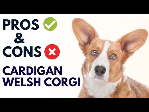 Cardigan Welsh Corgi Breed Pros and Cons | Cardigan Welsh Corgi Advantages and Disadvantages