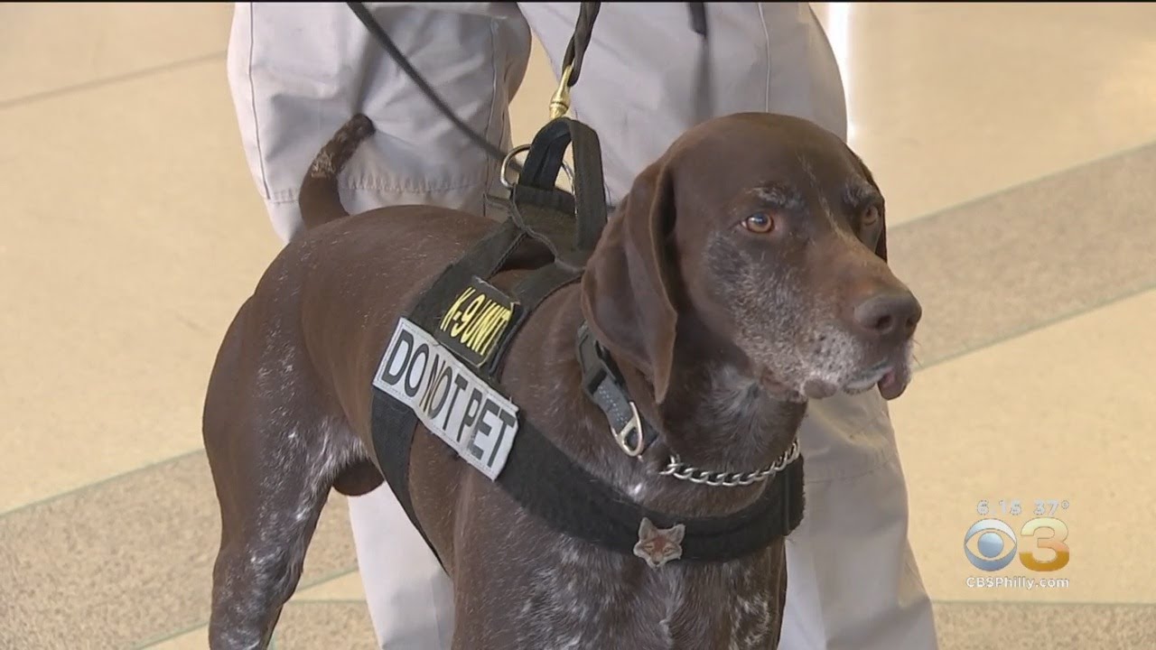 TSA Showcasing K-9 Agents With Trading Cards