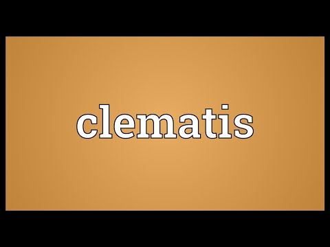 Clematis Meaning