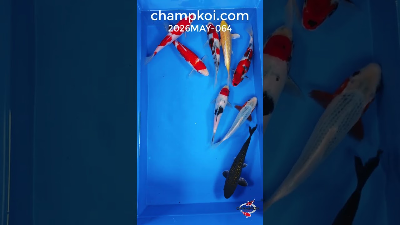 2026MAY-064: 19-21cm Ogata Kohaku | ChampKoi - Champion Nishikigoi