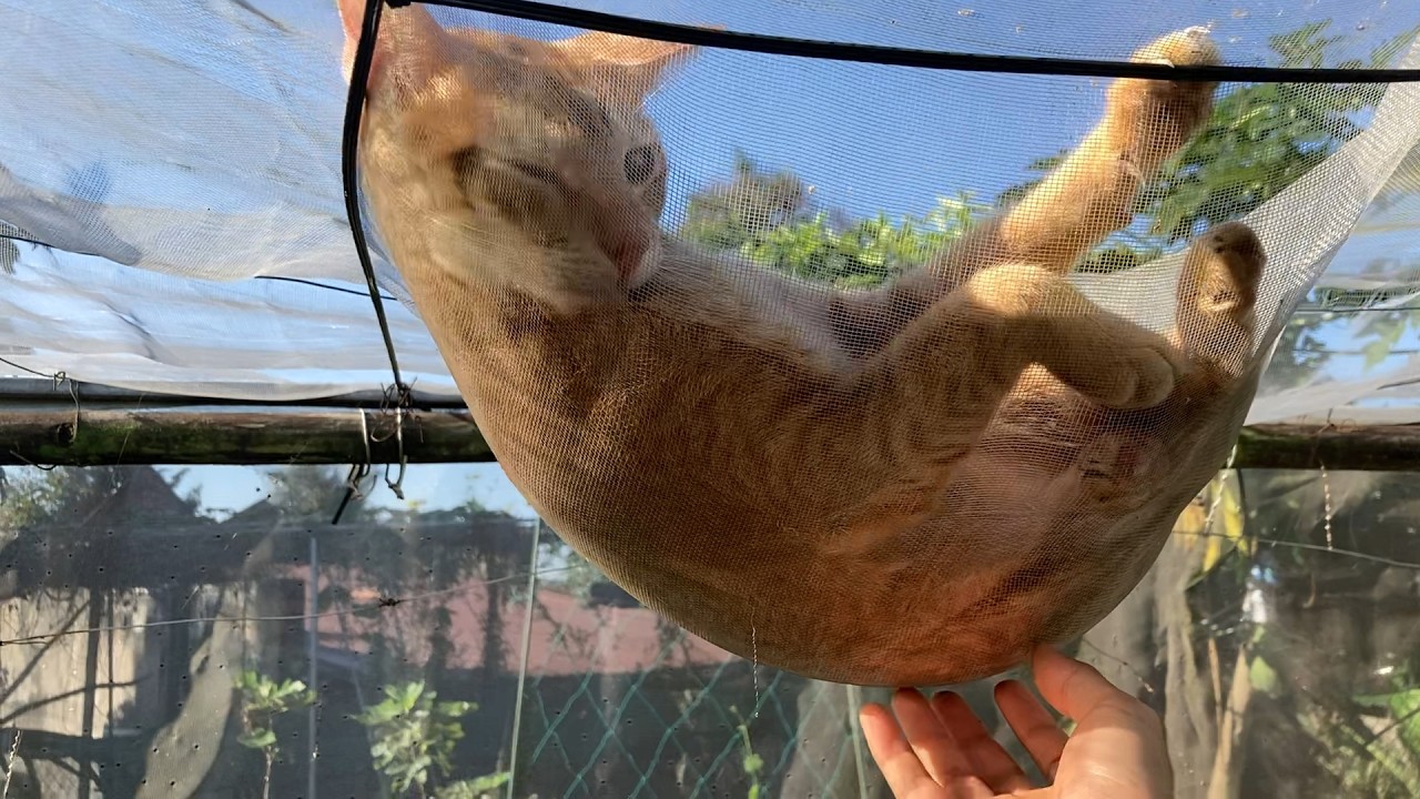 The carrot cat experience 🥕